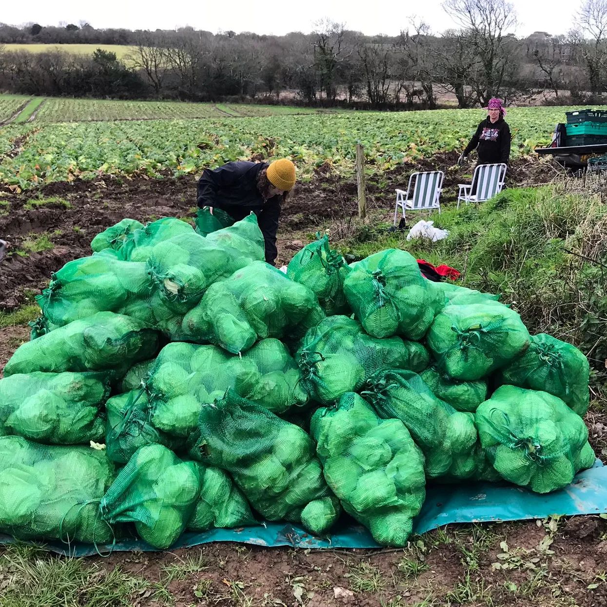 Gleaning: the ancient right that is making a comeback in Cornwall | The ...