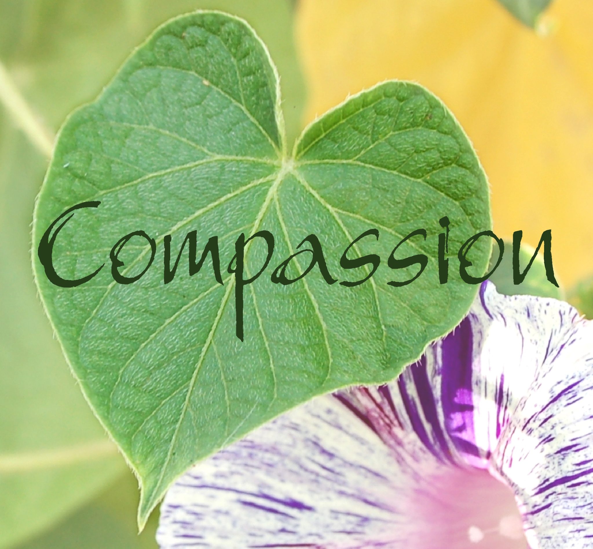 Un exemple rare de compassion | Le simple art de bénir